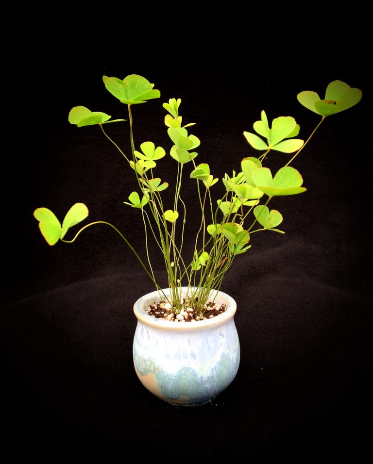 Native Hawaiian Plant Nursery Oahu HI | Habitat Restorations ...